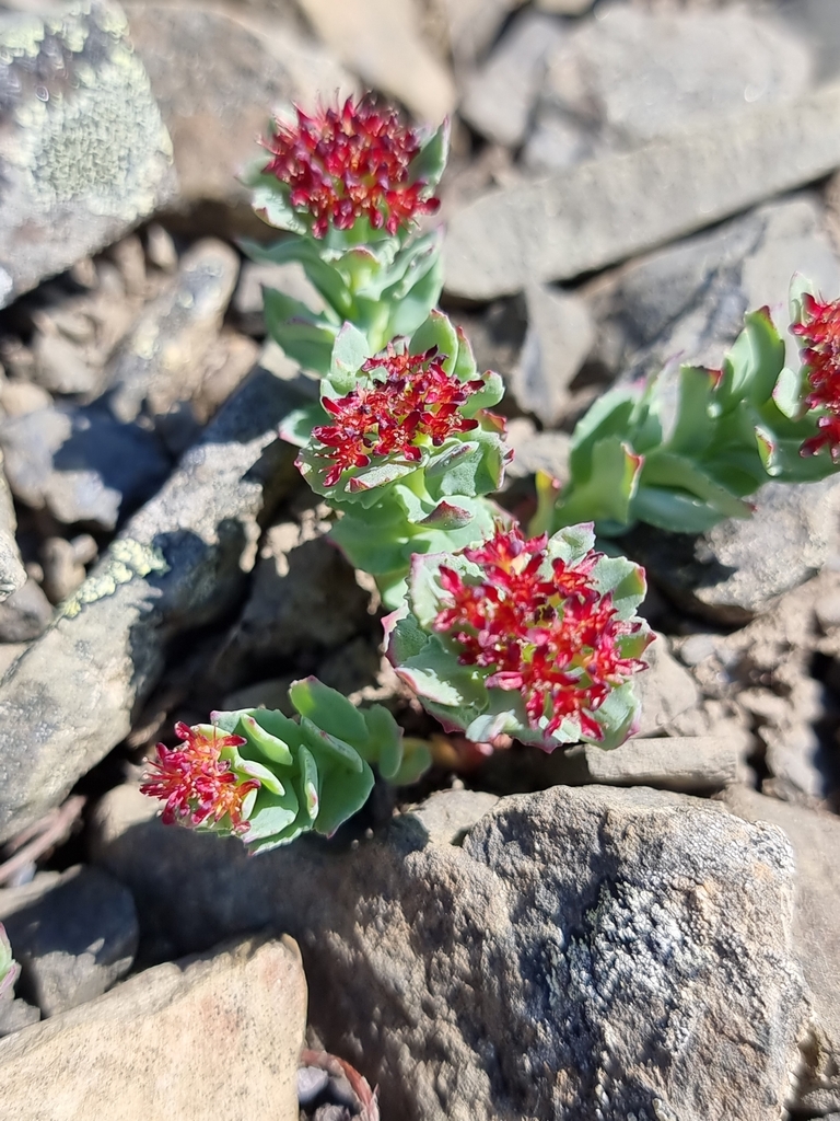 western roseroot from Elsa, Yukon Y0B 1J0, Kanada on June 22, 2024 at ...