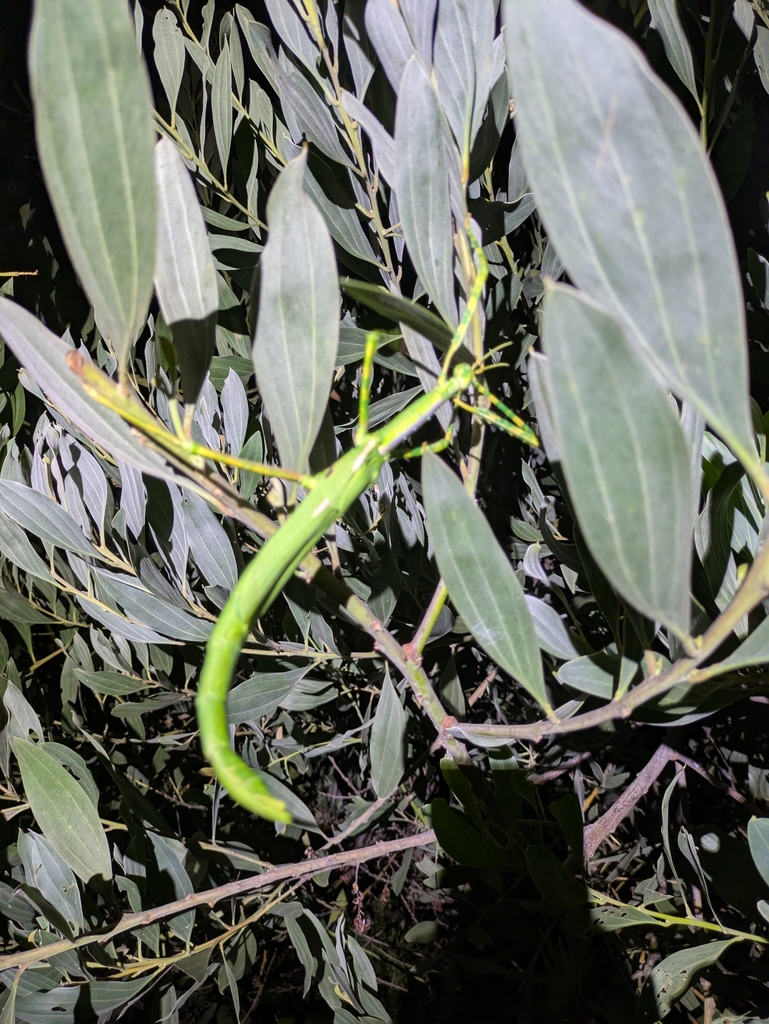 Darwin Stick Insect from Rapid Creek NT 0810, Australia on April 07 ...