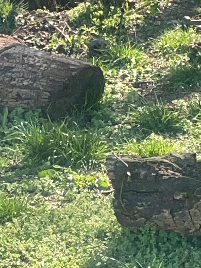 Groundhog from Washington on April 08, 2025 at 04:25 PM by Tom Gardner ...
