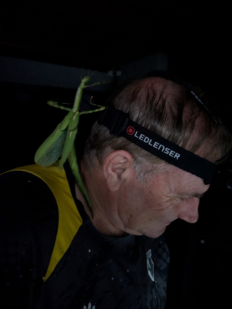 Darwin Stick Insect from Rapid Creek NT 0810, Australia on April 7 ...