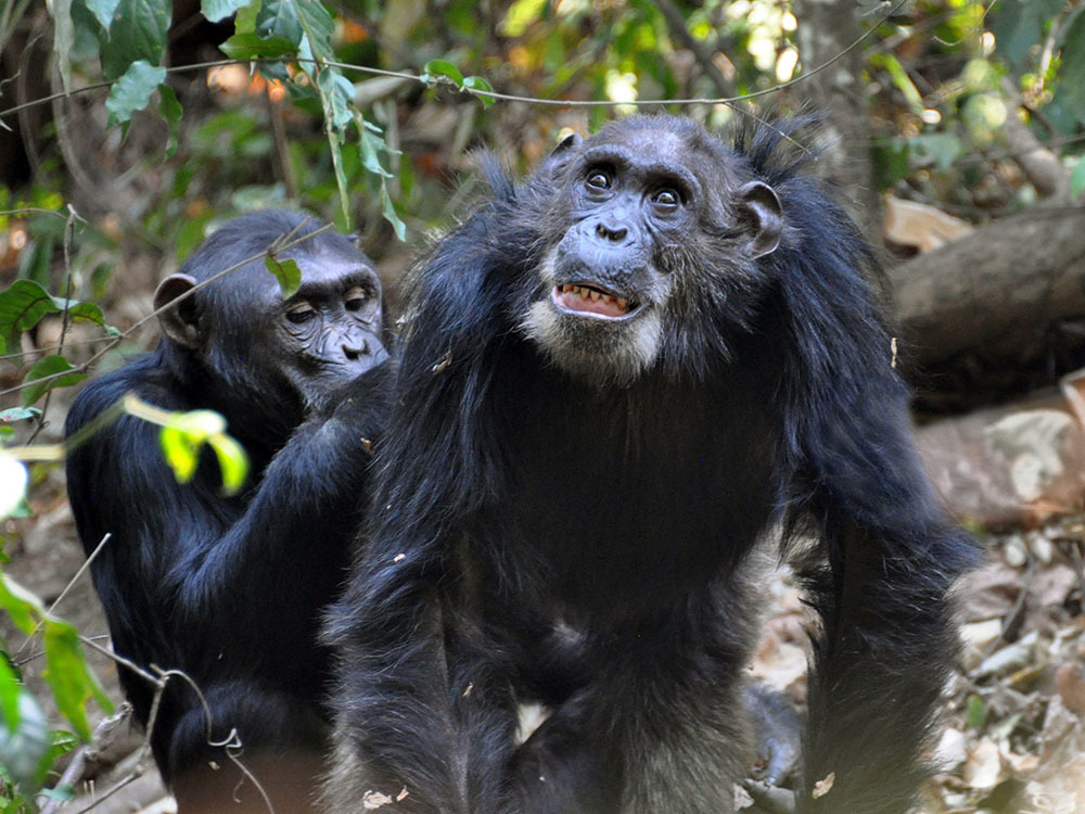 Apes (Hominoidea) - Know Your Mammals