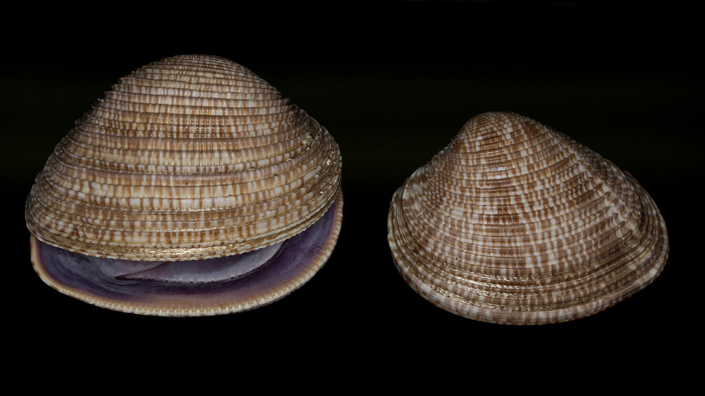 Tawera gallinula (Molluscs of Port Phillip Bay) · iNaturalist