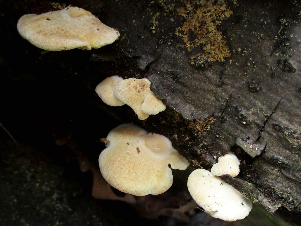 Peeling Oysterling from Szeged, Magyarország on April 5, 2025 at 11:07 AM by peter_csonka. On ...