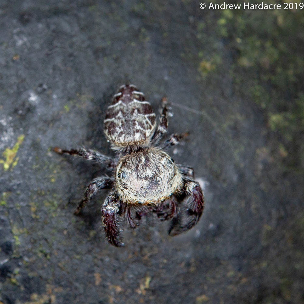 Rhene rubrigera (Spiders of Karnataka) · iNaturalist