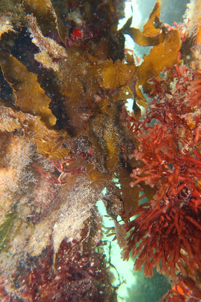 red algae from Point Turton jetty on April 6, 2025 at 01:50 PM by David ...