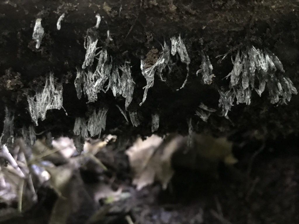 Nectriopsis rexiana from 3748 Albert Johnson Rd, Nashville, IN, US on ...