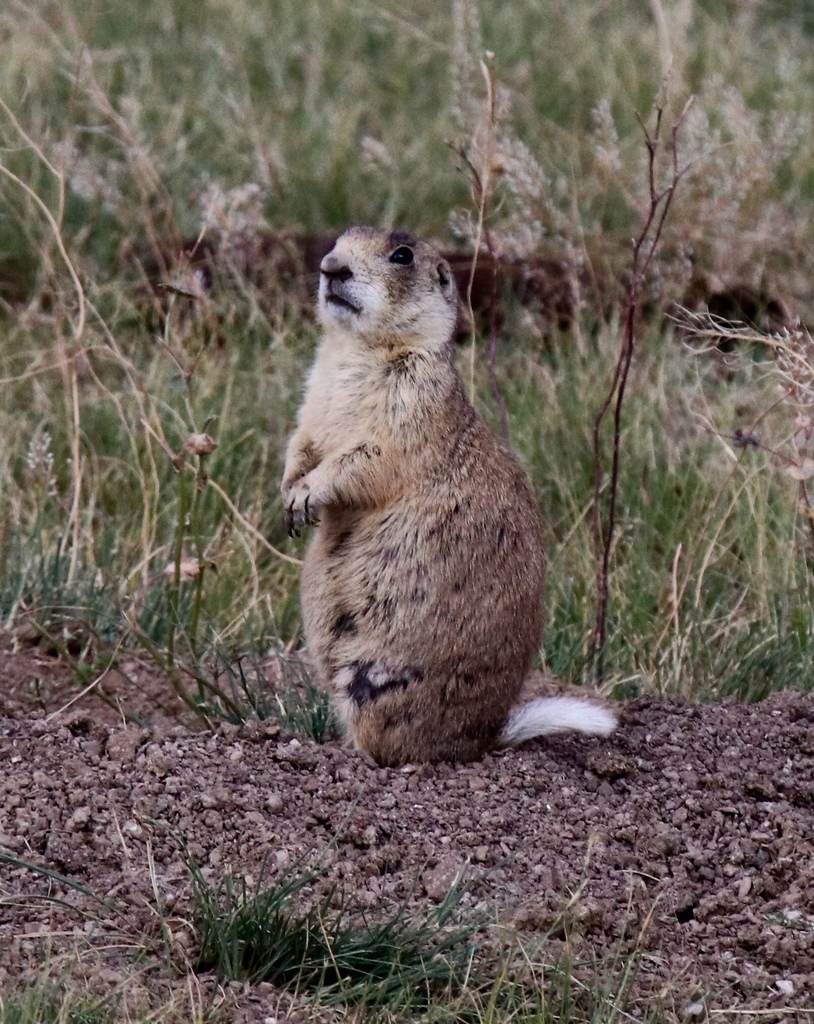 White-tailed Prairie Dog from Arapaho National Wildlife Refuge, Walden ...