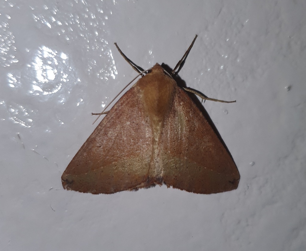 Bassania from Fernando Belaunde Km 365.5, 01160, Peru on November 14 ...