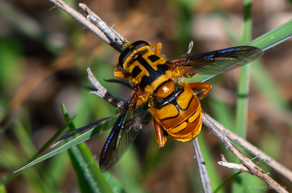 Yellow-backed Giant from Tyler County, TX, USA on April 08, 2025 at 05: ...