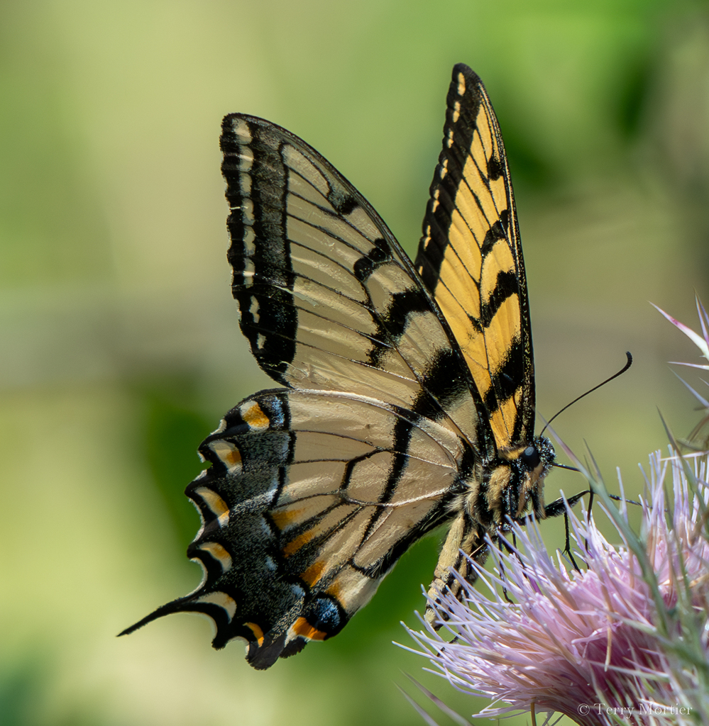 Eastern Tiger Swallowtail from Tyler County, TX, USA on April 08, 2025 ...