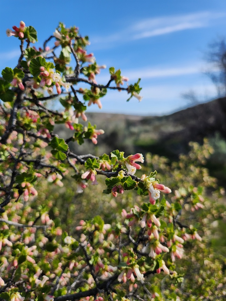 wax currant from Yakima County, US-WA, US on April 05, 2025 at 09:24 AM ...