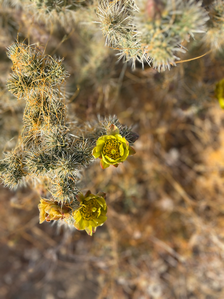 Silver Cholla from Joshua Tree, CA, US on May 6, 2023 at 06:07 PM by ...