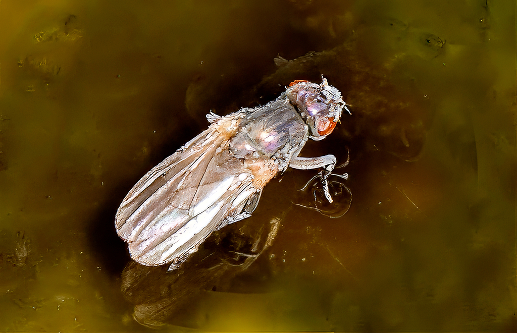 Shore Flies from Teton County, WY, USA on June 21, 2010 at 04:40 PM by ...