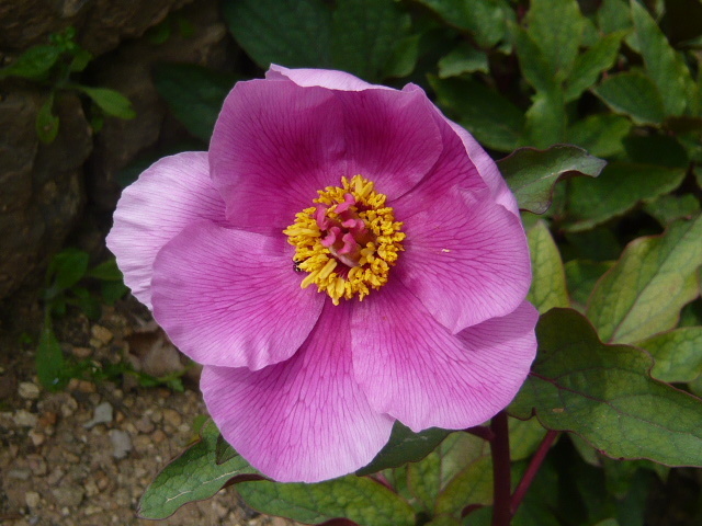 (Paeonia cambessedesii) - Botanical Realm