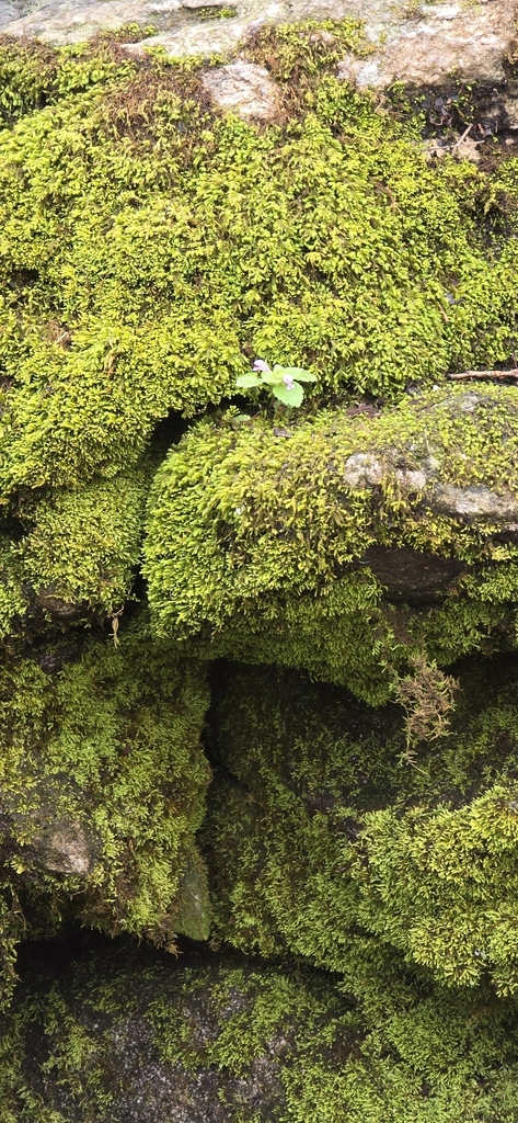 tree-skirt moss from Greene County, US-MO, US on April 6, 2025 by ...