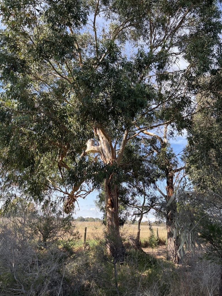 Tasmanian blue gum from Shirley Ave, Seaford, VIC, AU on April 09, 2025 ...