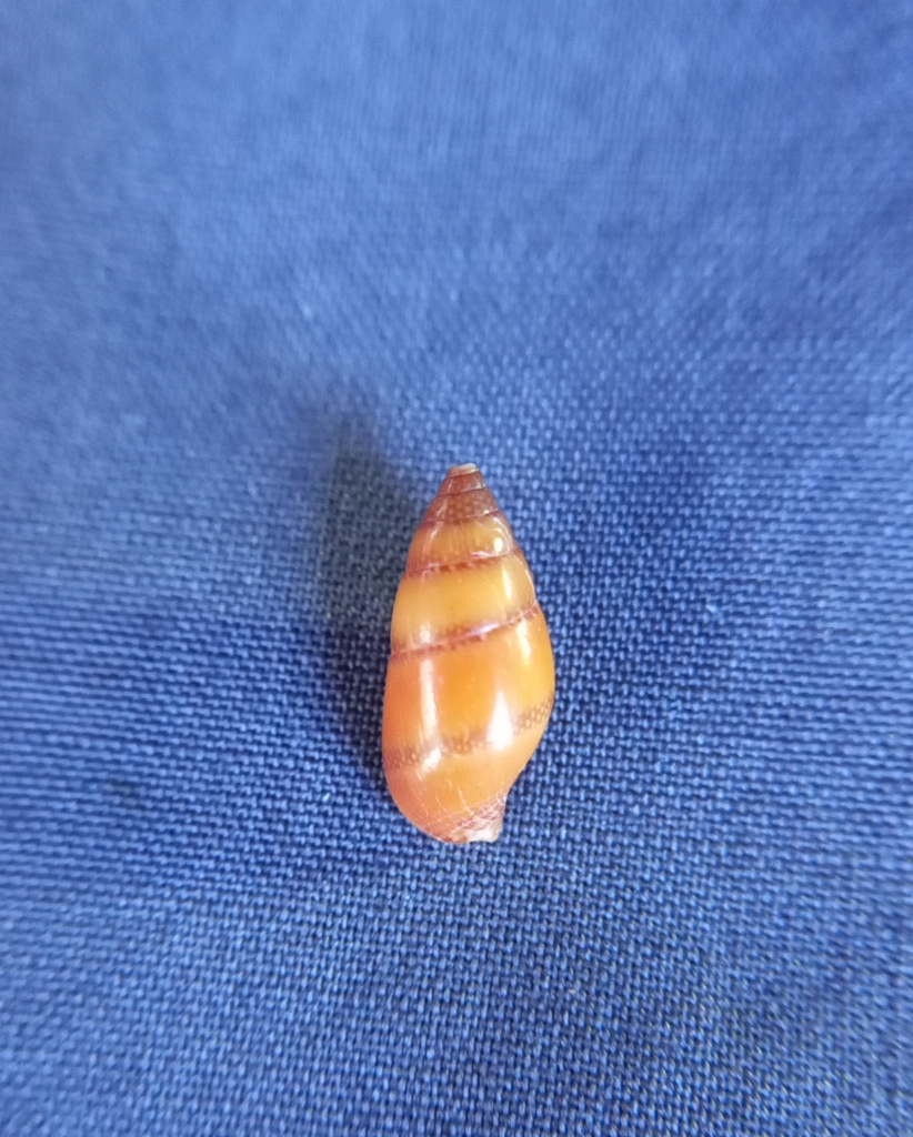 Mitrella bicincta from Australia on April 3, 2025 at 09:00 AM by wayneking · iNaturalist