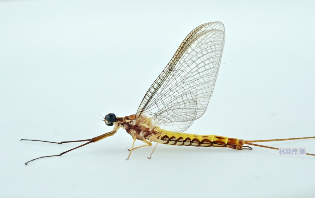 Burrowing Mayflies from Changsha, CN-HN, CN on April 2, 2025 by 林继伟 ...