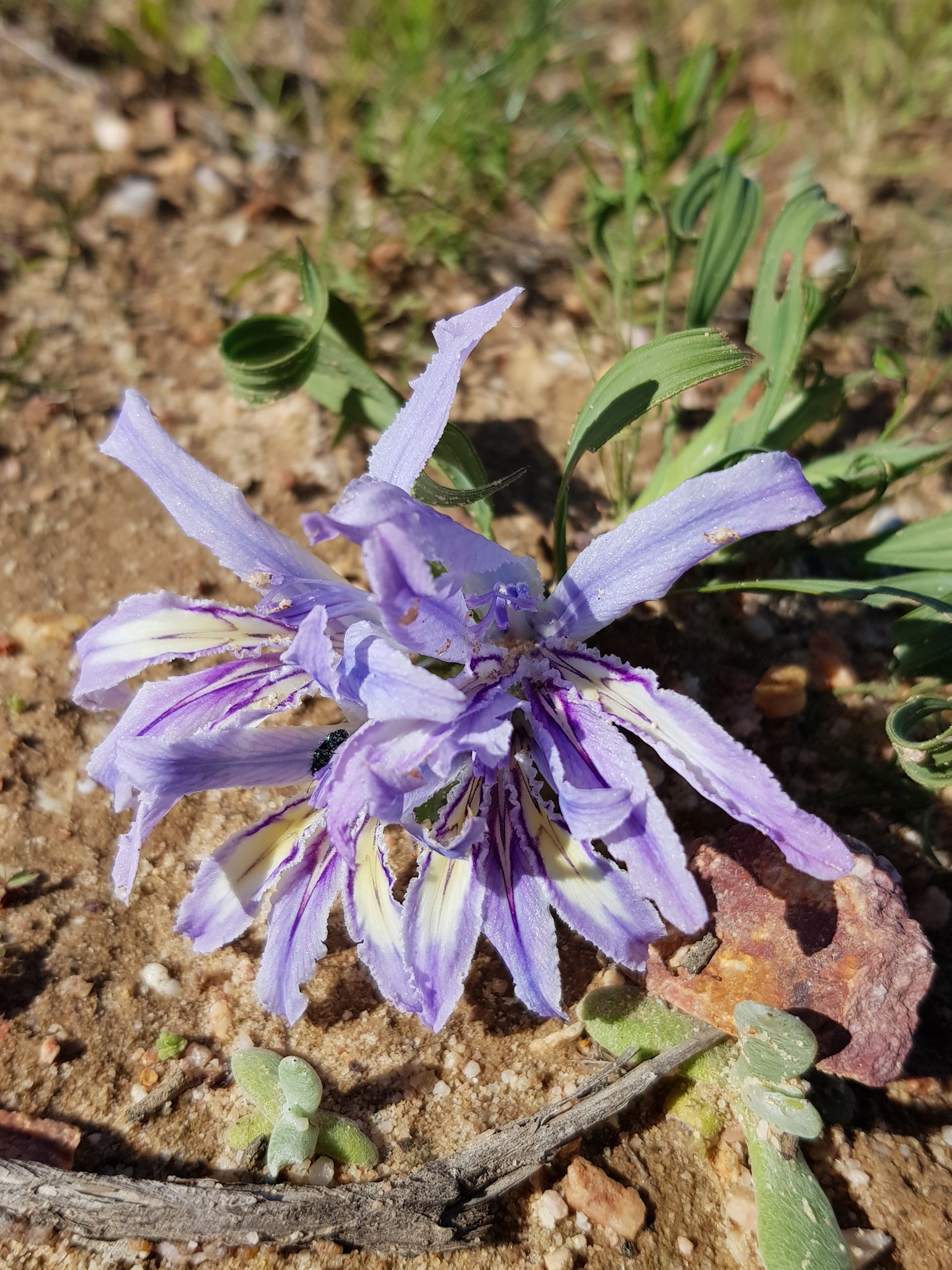 Babiana scabrifolia W.Brehmer ex Klatt