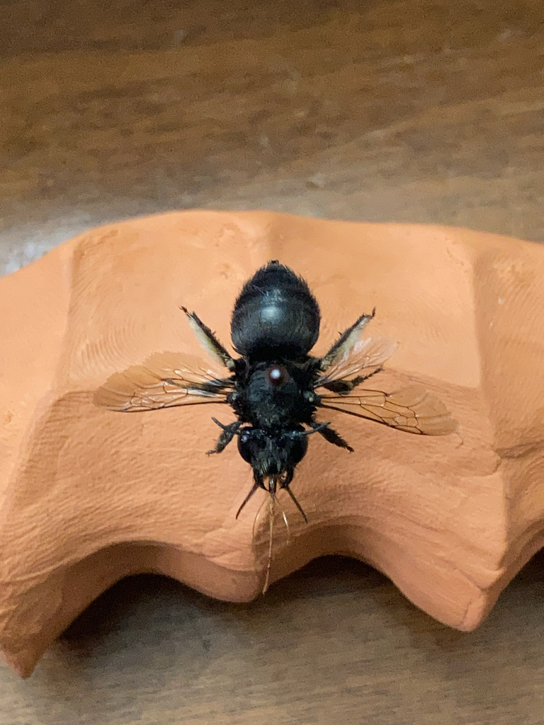 Pacific Digger Bee from McKinleyville on April 7, 2025 at 02:32 PM by ...
