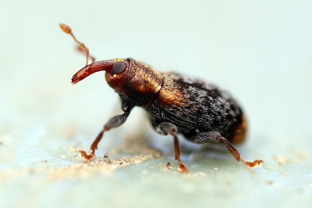 Totara leafminer weevil from Ruawai, New Zealand on April 5, 2025 at 10 ...