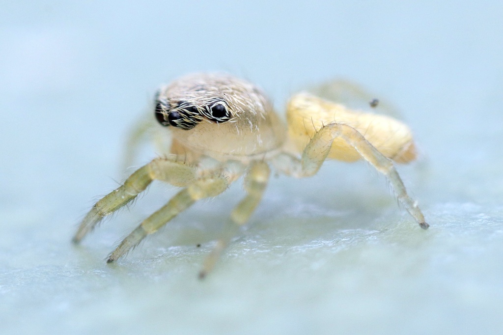 Jumping Spiders from Ruawai, New Zealand on April 6, 2025 at 01:25 PM ...