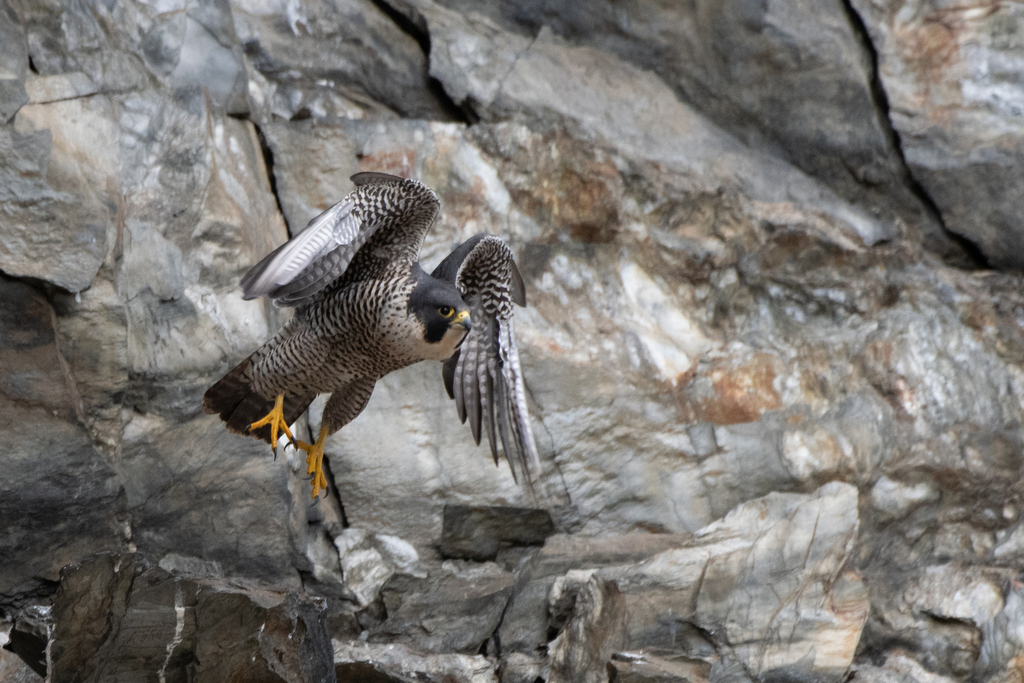 Peregrine Falcon from Barnet, VT, USA on April 7, 2025 at 10:13 AM by ...