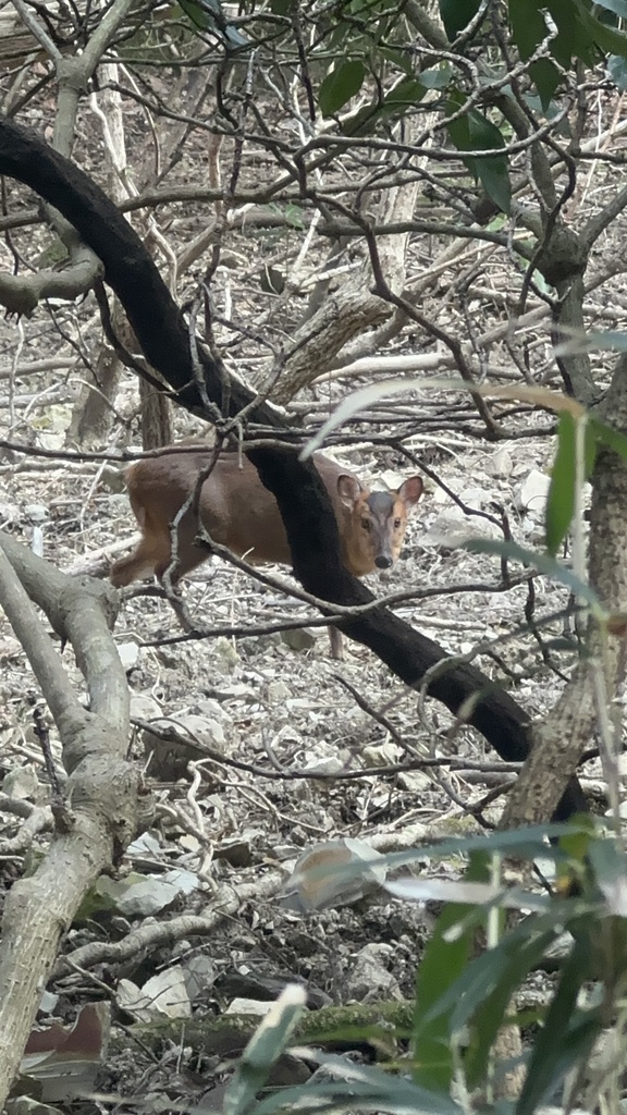 Reeves's Muntjac from Minamiboso Quasi-National Park, Onjuku, Chiba, JP ...