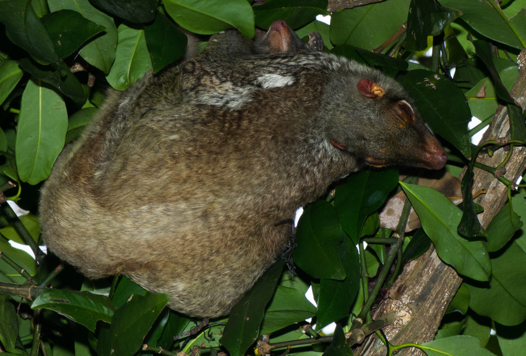 Sunda Colugo (Galeopterus variegatus) - Know Your Mammals