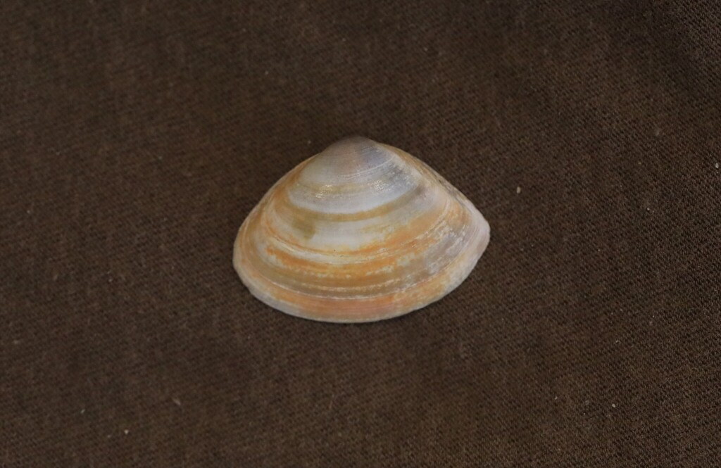 Little Trough Shell from Patonga NSW 2256, Australia on April 2, 2025 ...