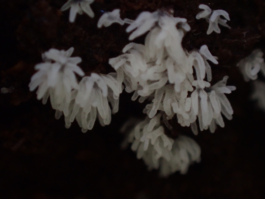 Common Coral Slime in April 2025 by Michelle Colpus · iNaturalist