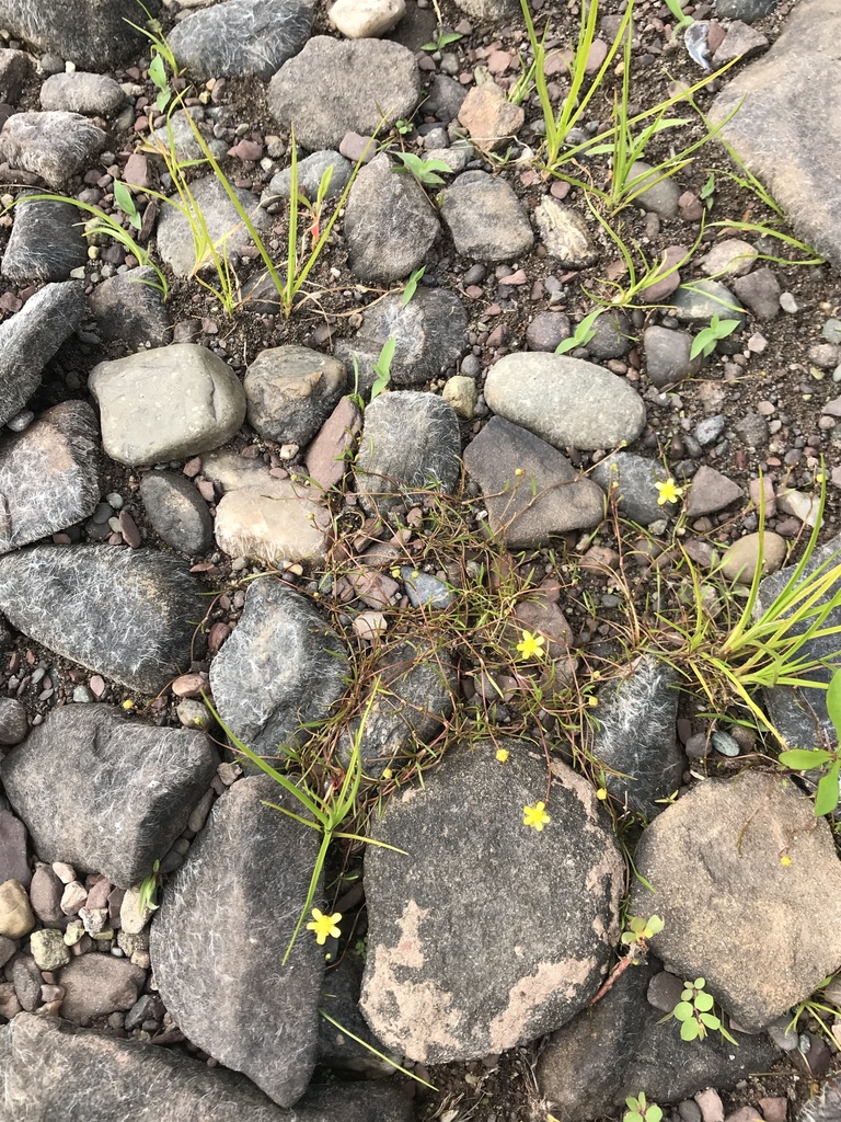 Lesser Spearwort in August 2019 by David McCorquodale · iNaturalist