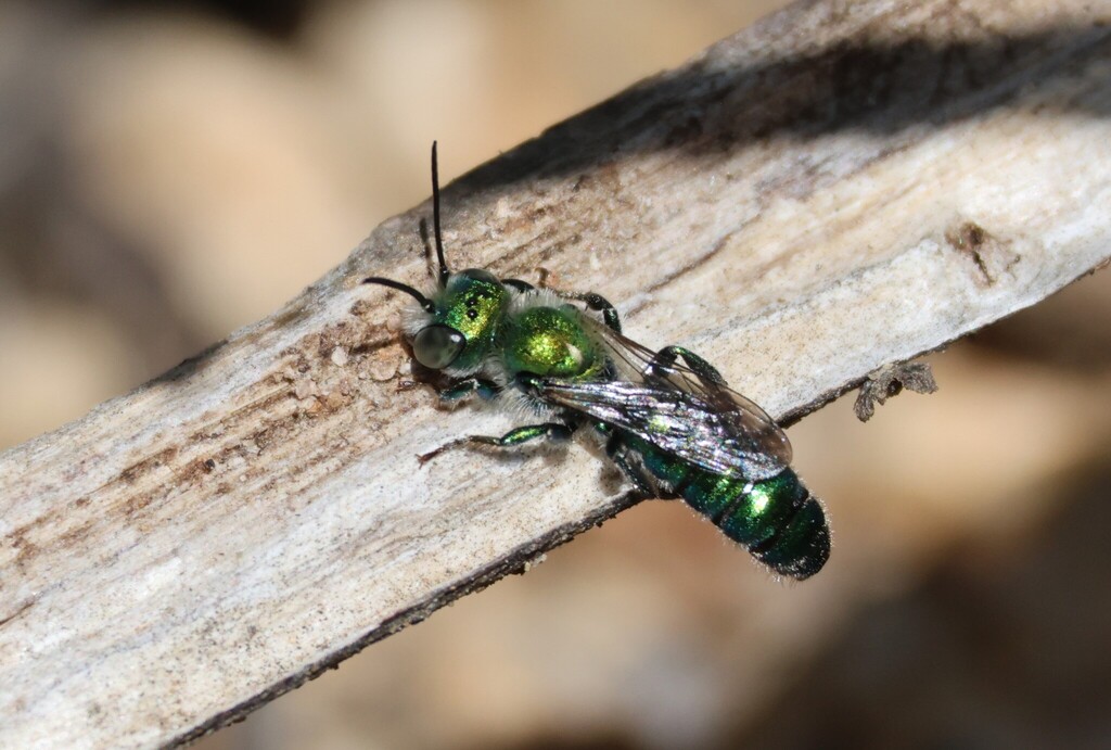 Pacific Green Small-Mason from Moreno Valley, CA, USA on April 08, 2025 ...