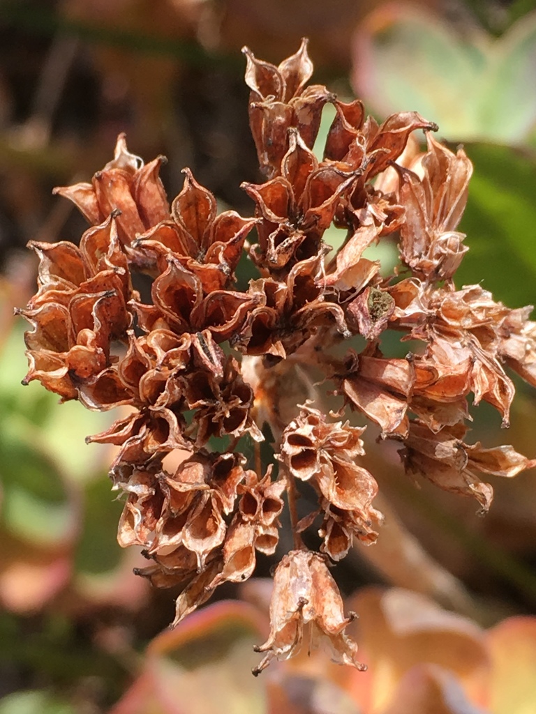 Roseroot (Rhodiola rosea) - Botanical Realm