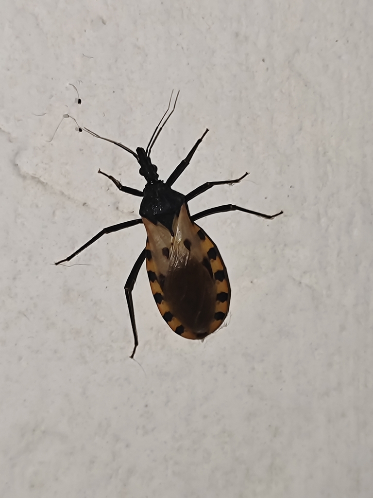 Triatoma dimidiata from 8JXP+7F, 77774 Cdad. Chemuyil, Q.R., México on ...