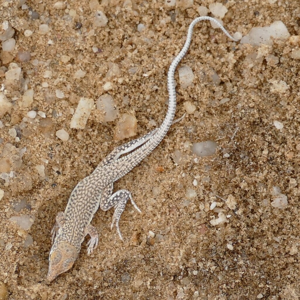 Spotted Desert Lizard from Namib desert, N of Swakopmund, Erongo ...