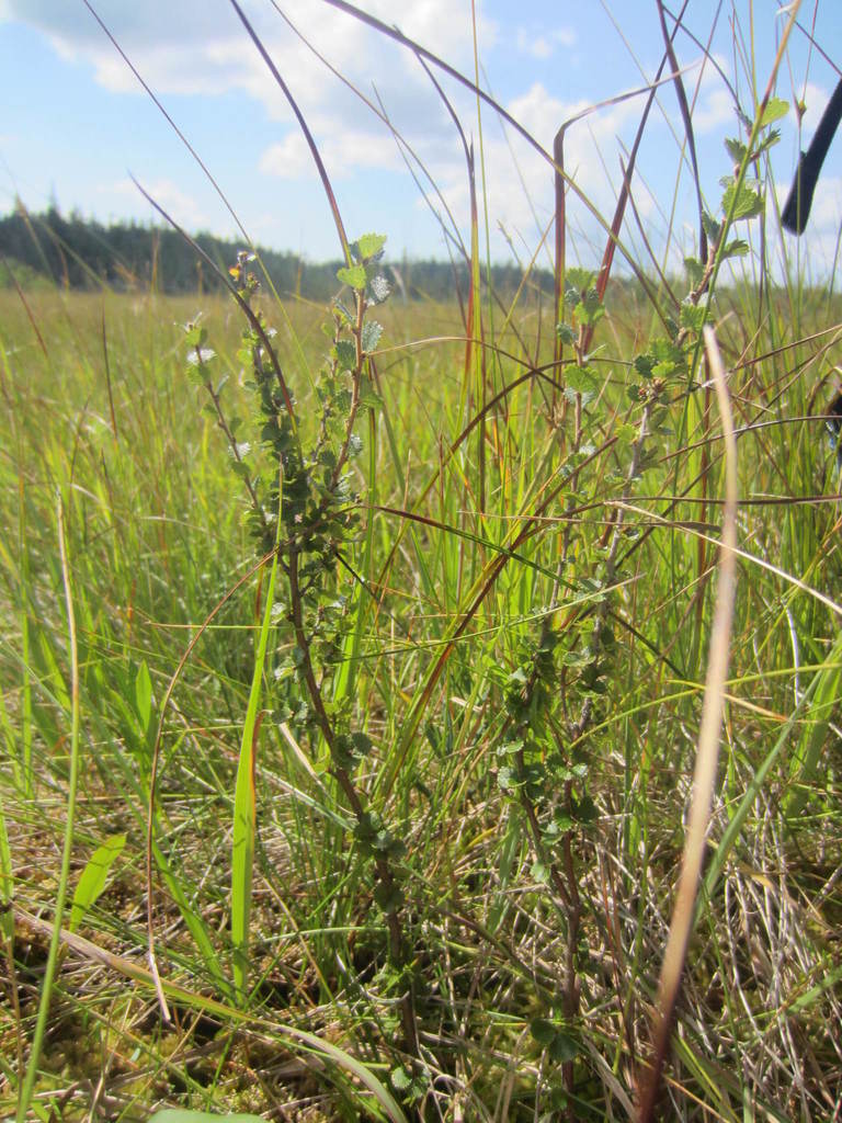 Newfoundland dwarf birch (Betula michauxii) - Botanical Realm