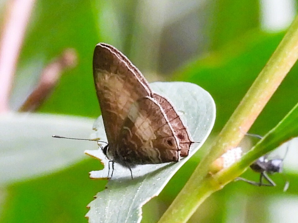 Transparent 6-line Blue from Coomba Park NSW 2428, Australia on April 9 ...