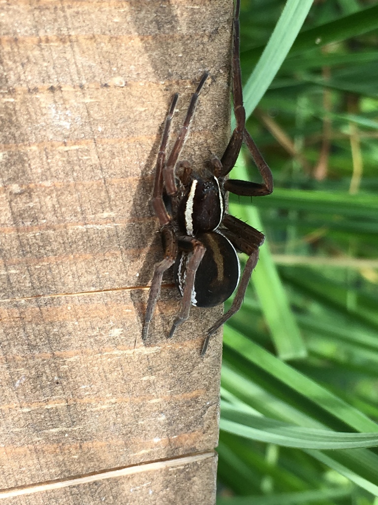 Raft Spider from улица Центральная, 20А, Петровское, Московская область ...