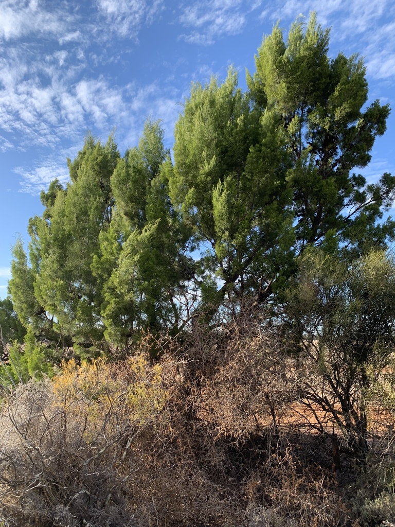 Slender Cypress-pine from Lake Boga-Ultima Rd, Goschen, VIC, AU on ...