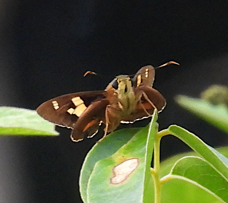 Ochres from Heather Anne Dr, Draper QLD 4520, Australia on April 9 ...