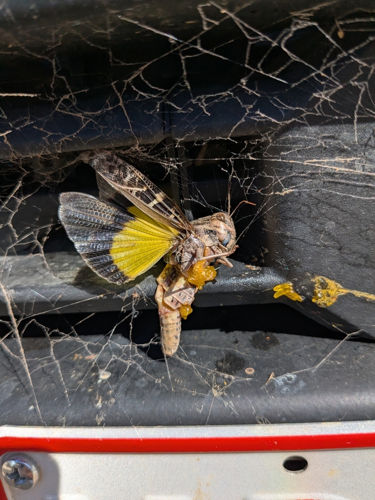 Australian Yellow-winged Locust from Quandong VIC 3030, Australia on ...