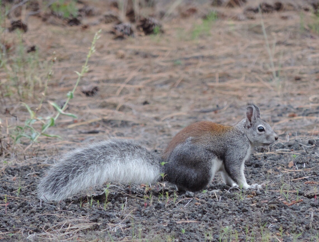 Abert's Squirrel (Sciurus aberti) - Know Your Mammals