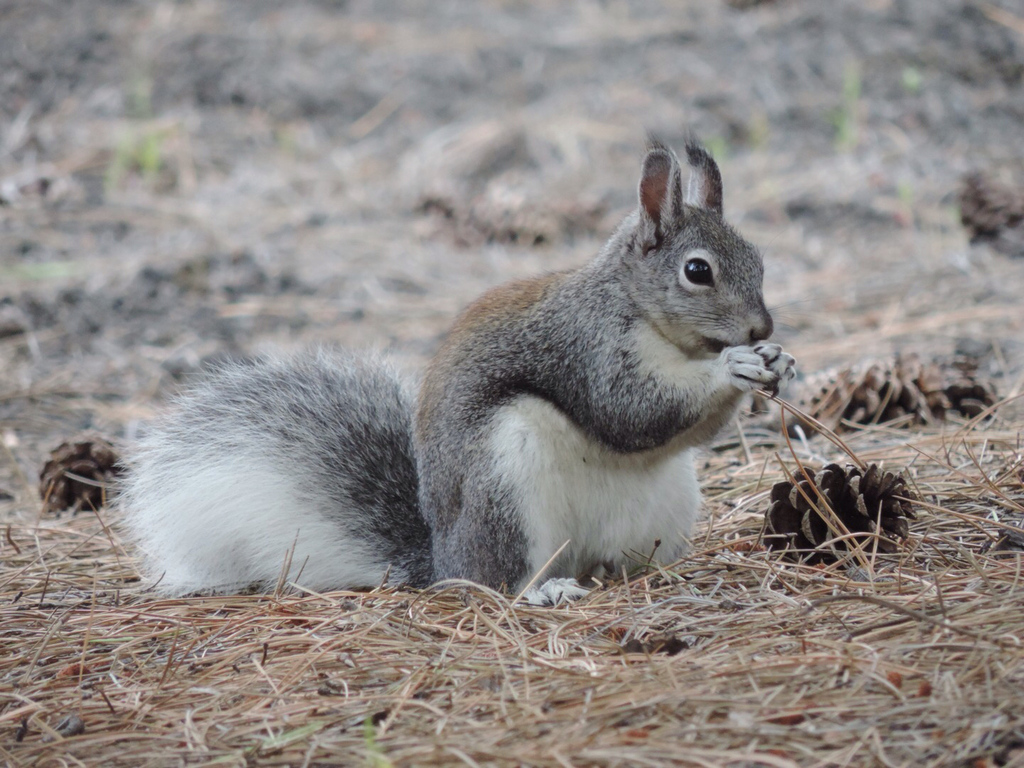 Abert's Squirrel (Sciurus aberti) - Know Your Mammals