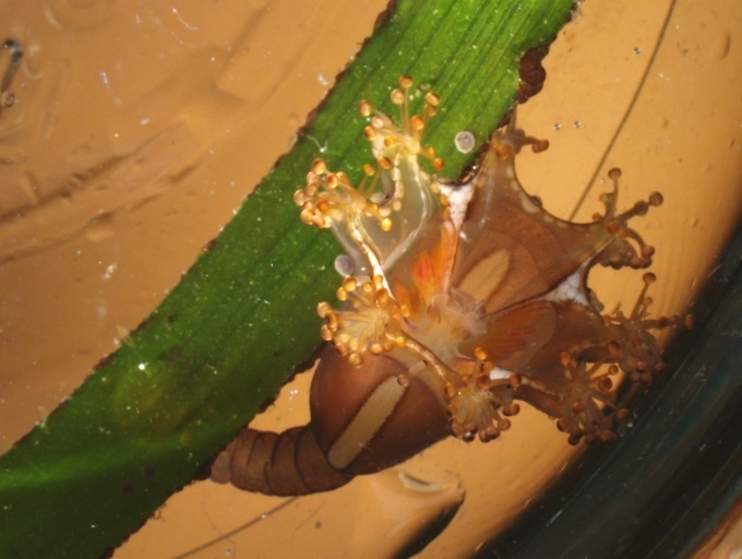 Manania handi from Strait of Georgia, Victoria, BC, CA on August 11 ...