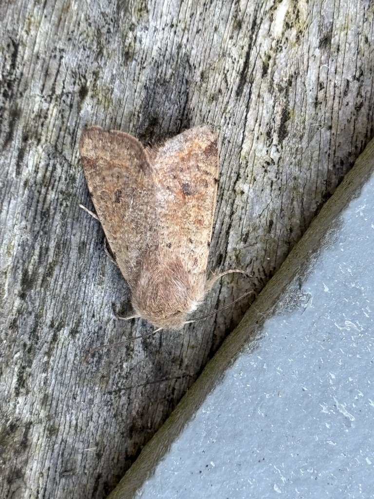 Small Quaker from Cornwall AONB, Penzance, England, GB on April 9, 2025 ...