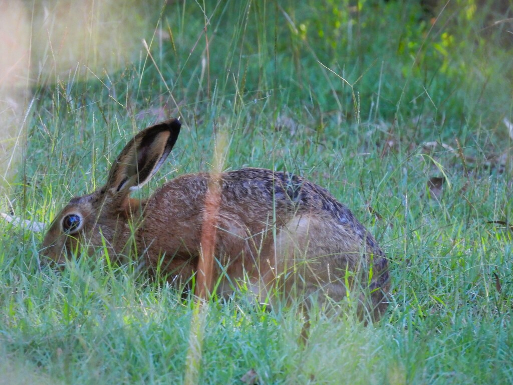 Western European Brown Hare from Coomba Park NSW 2428, Australia on ...