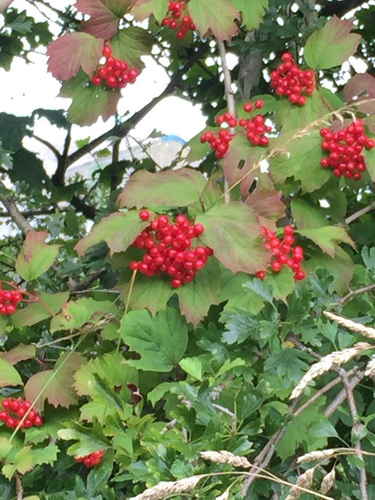 guelder-rose from Great Britain, Whitley Bay, England, GB on August 17 ...