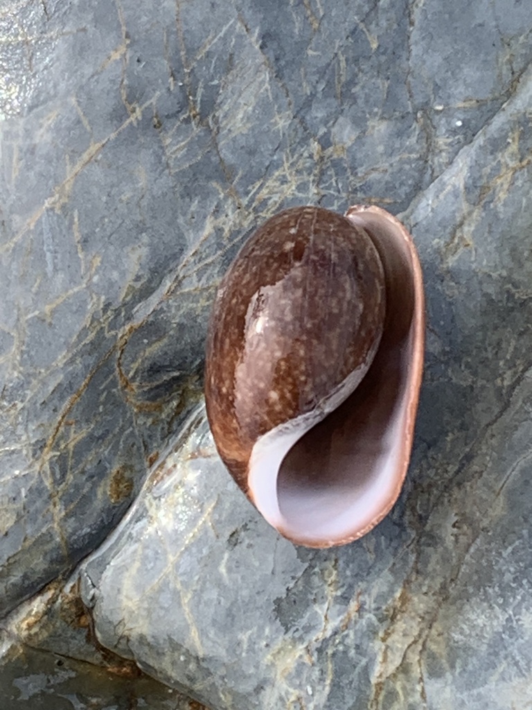 Bulla angasi from Minnie Water, NSW, AU on April 9, 2025 at 02:32 PM by ...