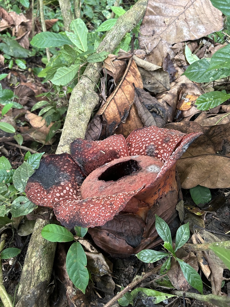 (Rafflesia mira) - Botanical Realm